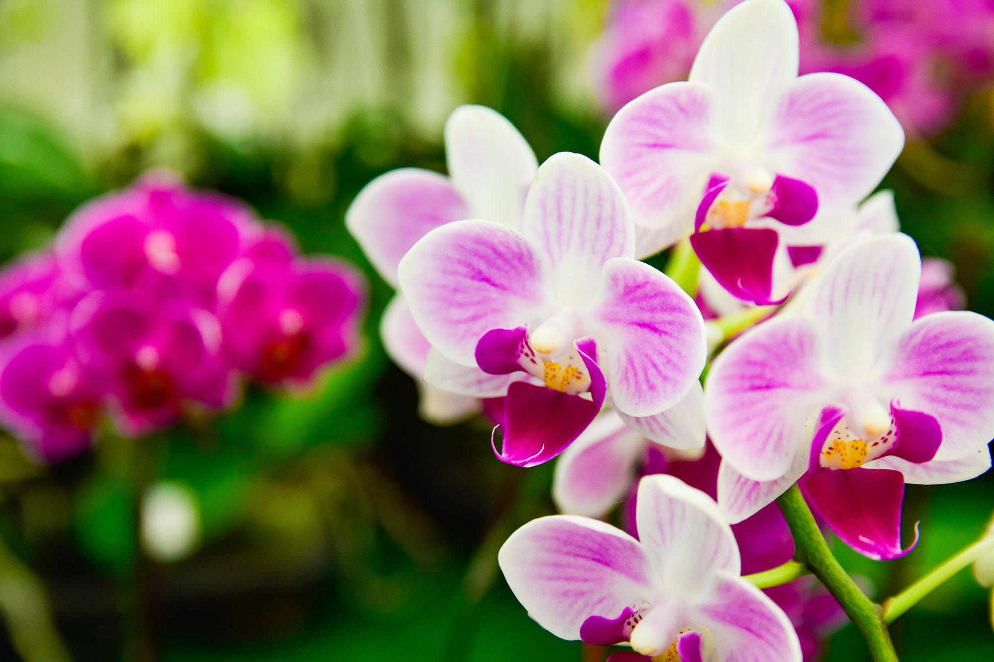 5 of Our Favorite Flowers - Gainan's Flowers & Garden Center