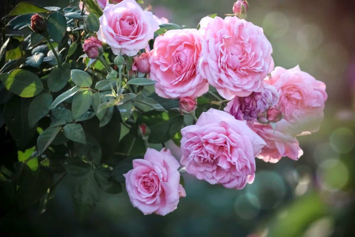 English Garden Style Arrangements - A Traditional Favorite - Gainan's ...